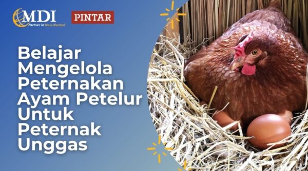 Belajar mengelola peternakan ayam petelur untuk Peternak Unggas - TrainingMarket.id